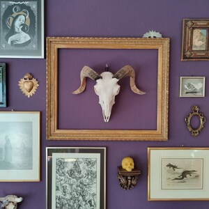 Real Horse Skeleton Named Terry. Complete. 25 Years Old Huge - Etsy