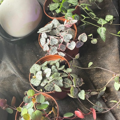 Peperomia Ruby Cascade Trailing Peperomia Trailing Plant - Etsy