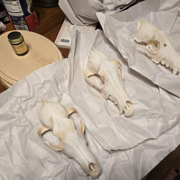 10 Deer First Phalanx Proximal Phalanx Bones Phalanges Knuckle Bones - Etsy