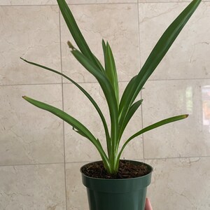 ONE Pandan Plant Pandanus Pandan in 4 Pot - Etsy