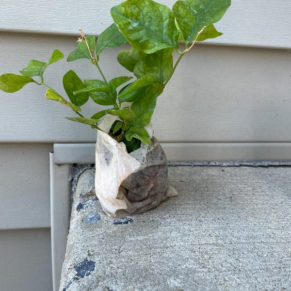 2 Childhood Sweetheart Lenten Roses Rare Flowering Perennial Live Plant ...
