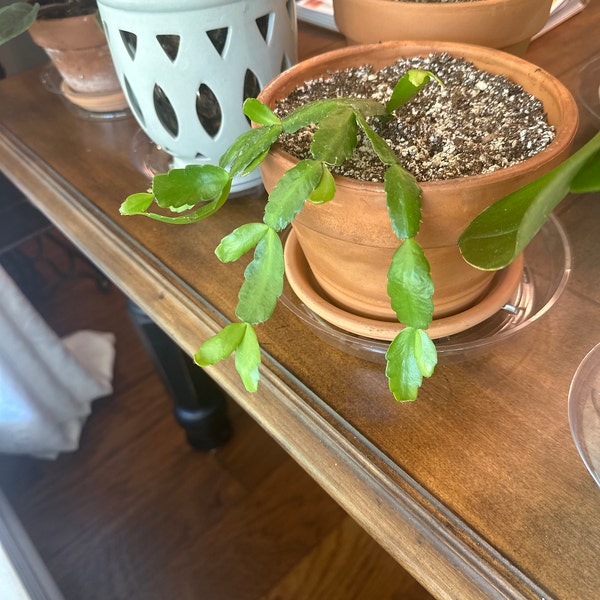 Sunset Snappy Blanket Flower Perennial Seeds - Etsy