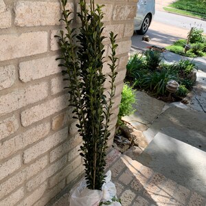 Gold Rush & Yellow Delicious Apple Tree Package - Etsy