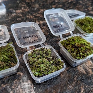 Star Moss Syntrichia Princeps Live Moss With Sporophytes - Etsy