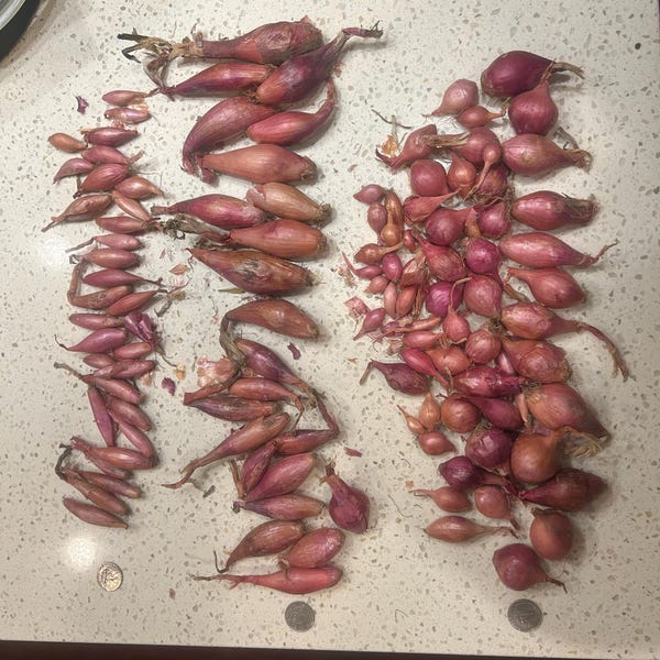 RODERIQUE FRENCH SHALLOT Sets - Non-gmo Bulbs, Garden Seed Shallots ...