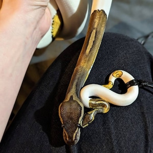 Customizable Ball Python Miniature / Figure / Sculpture / Necklace ...