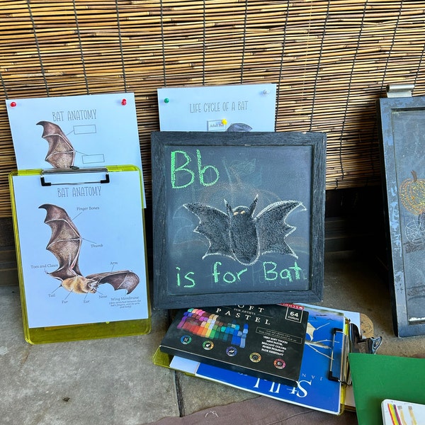 BATS Unit Study, Life Cycle, Anatomy, Nature Study, Science ...