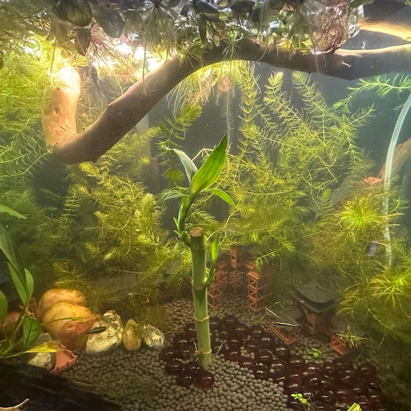 2-4 Gallon Nano Aquascape Decor SOUL CANYON Aquarium Dragon Rocks ...