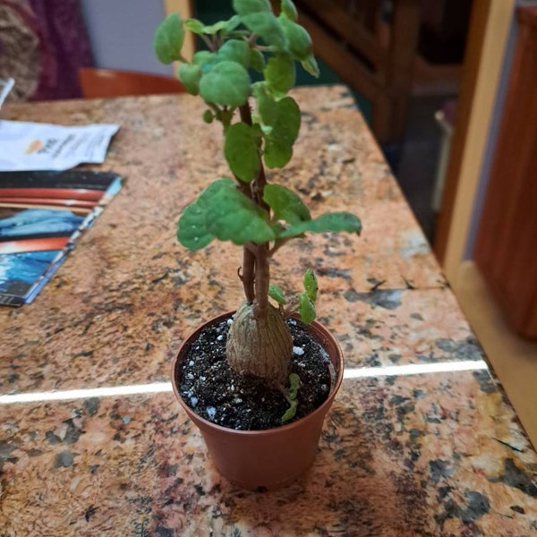 Bonsai Mint plectranthus Ernstii Caudex - Etsy