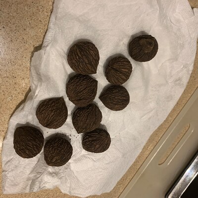 Black Walnut Shells, Squirrel Cut-organic Crafts, Art Projects, Jewelry ...