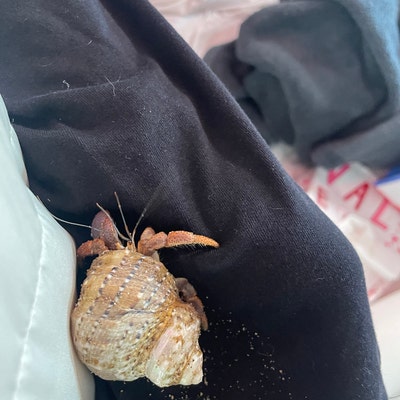 Nessastores Mexican Deep Sea Shell Beach Craft Scallop 2 1/2 3 20 PCS ...