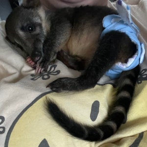 Guinea Pig Cavy Diaper With Bib / Collar Waterproof Designed - Etsy