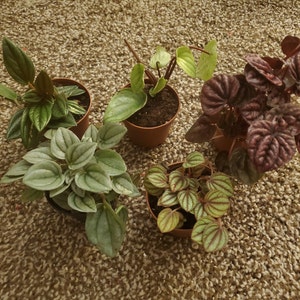 Mini Foliage in 2 Pots 5 Plants Included Peperomias - Etsy