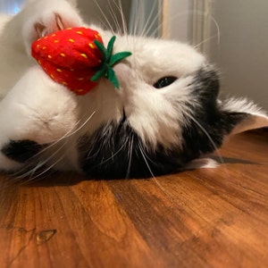 Felt Catnip Choc Chip Cookie Cat Toy - Etsy