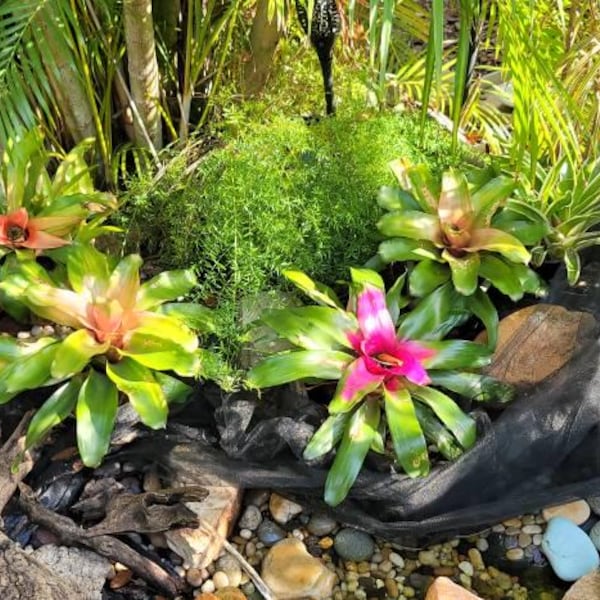 Bromeliad Neoregelia 'magali' - Etsy