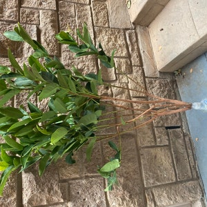 Diamond Oren Bougainvillea Plant - Etsy