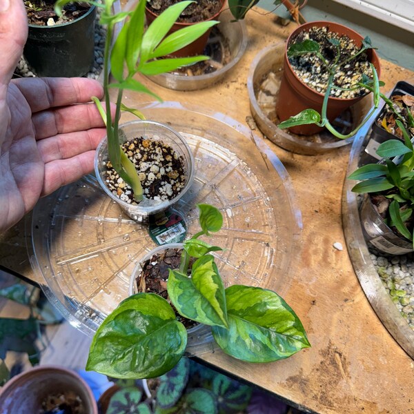 Variegated Maranta Prayer Plants, Beauty Kim Variegated, High ...