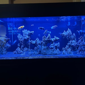 2-4 Gallon Nano Aquascape Decor SOUL CANYON Aquarium Dragon - Etsy