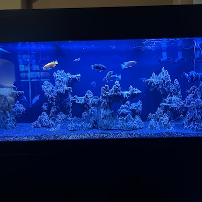 2-4 Gallon Nano Aquascape Decor SOUL CANYON Aquarium Dragon - Etsy