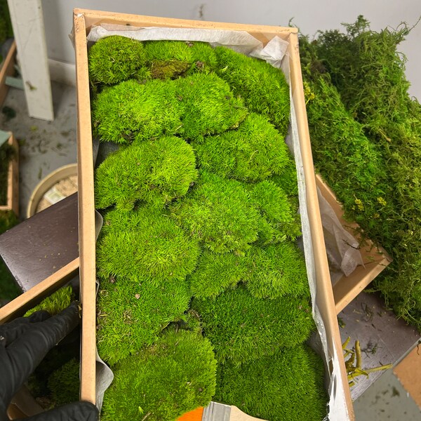 Pillow Moss, Cushion Moss, Moss Bowl, Bulk Moss Bulk Preserve Moss ...