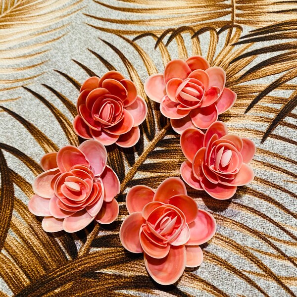 25 Beautiful Pink Rose Petal Tellin Shells - Etsy