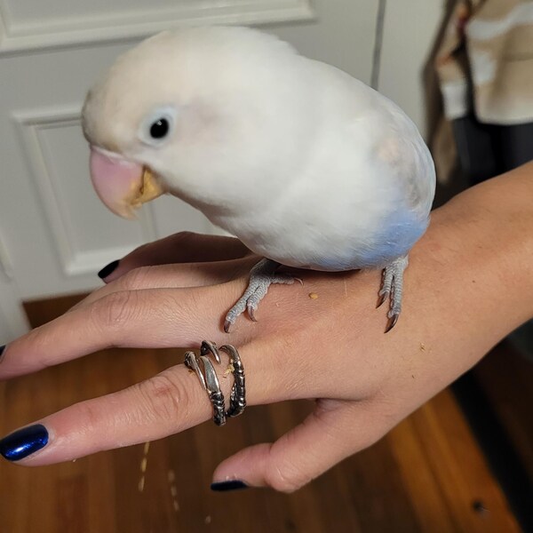 Bird Claw Talon Ring, Unique Statement Ring, Unisex Ring, Solid Cast ...