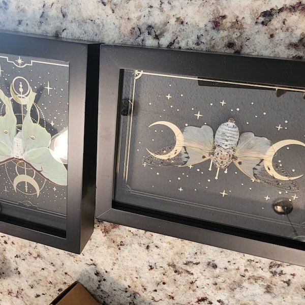 Real Framed Witch Moth Thysania Butterfly Shadow Box Frame Insect ...