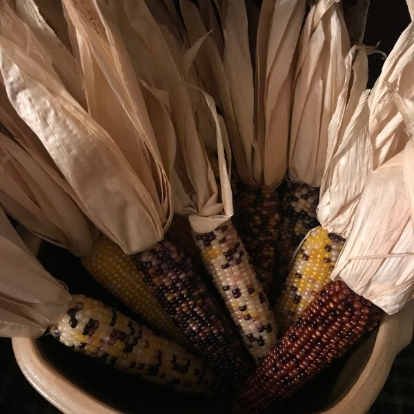 Mini Indian Corn, 4" to 5" Length, 5, 10, 20, 30, 40 and 50 Count, FREE ...