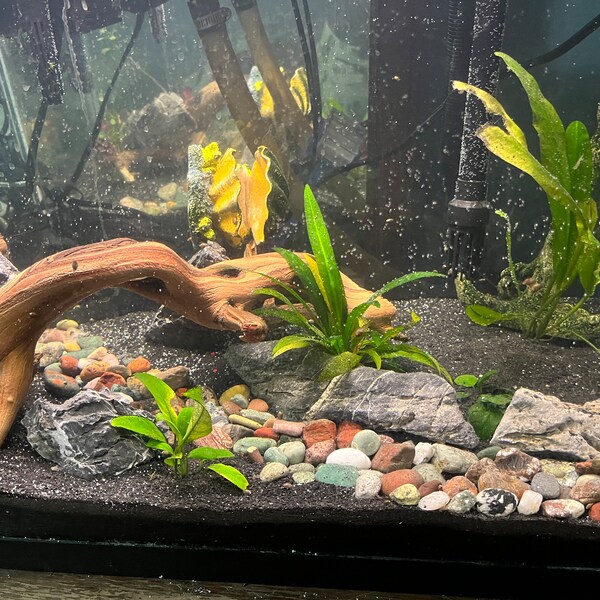 Alaska River Rock 10 Pounds River Rocks Bulk Wedding Stones Alaska ...