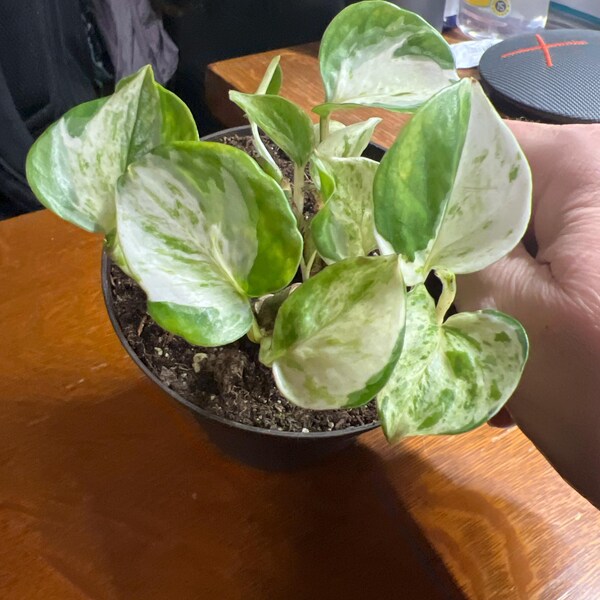 Potho Manjula High Viraigation Rare, Cuttings & Established Plants - Etsy