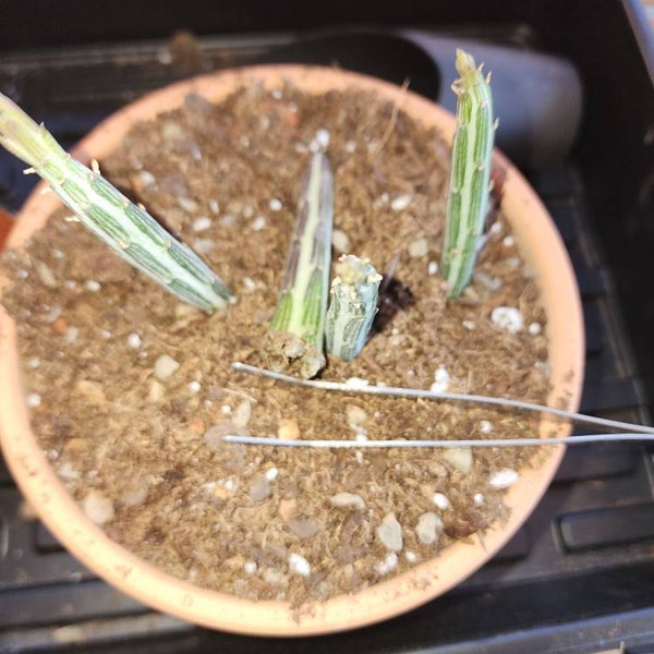 Pickle Plant, Little Pickles, Rare Succulent, Live Plant in 4'' Pot - Etsy