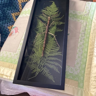 Personalized-mortician's-double-id Toe Tags in Display Frame, Oddity ...