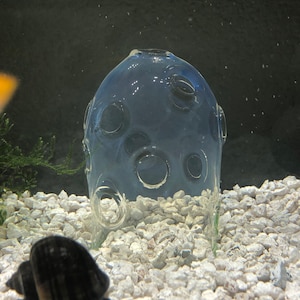 Swiss Dome Fish Tank Functional Art - Etsy