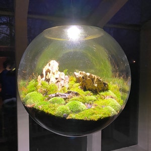 Turquoise Tropical Springs Terrarium With Live Moss in Mini - Etsy