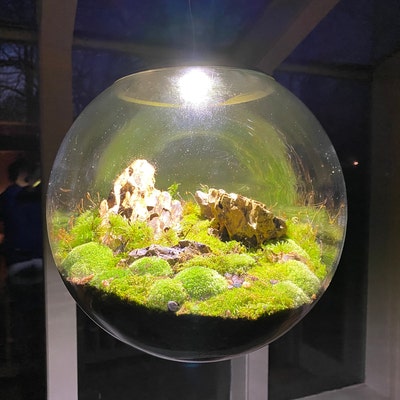 Island Oasis Terrarium With Live Plants - Etsy