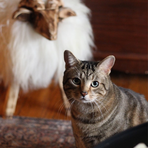 Stardog - Victorian Puzzle Purse - by E.k.mosley (valentine/ Letter ...