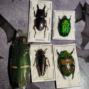 Beetle Mounting Kit for Beginners with Real Beetles and Tools | Etsy