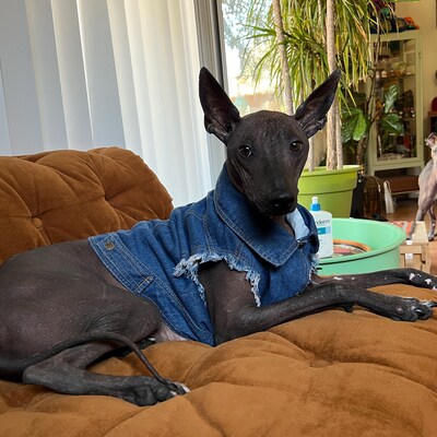 Denim Dog Vest / Dog Jacket / Sherpa Denim Dog Coat / Dog Denim / Cool ...