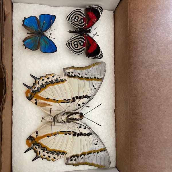 Callicore Kolyma One Real Butterfly Red White Verso Peru - Etsy