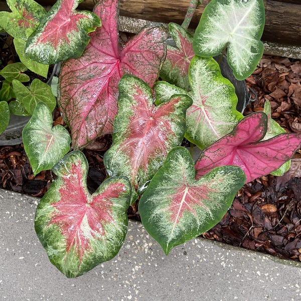 Caladiums Random Mix 'value Pack' (large 3 Bulbs) Size #1 ***new 2024 ...