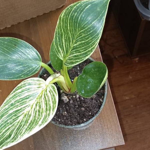 Calathea Pilosa Super Lush Calathea Pilosa Starter Plant Rooted ...