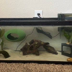 Axolotl / Shrimp Feeding Dish - Etsy