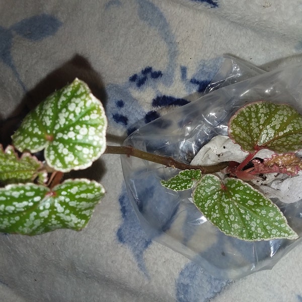 Live Angel Wing Begonia "frosty" Rare Starter House Plant - USA Seller ...