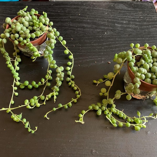 String of Peas, String of Pearls, String of Beads, Senecio Rowleyanus ...