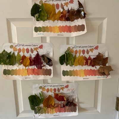 Leaves Unit Study Bundle Anatomy of a Leaf Charlotte Mason Nature Study ...