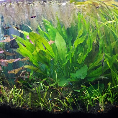 BULK Dwarf Sagittaria Subulata Dwarf Sag Live Aquarium Plants Aquatic ...