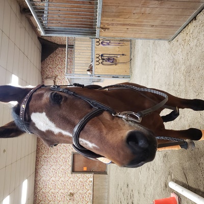 Bedazzled Brow Band for English PONY Bridle:new Rectangular PURPLE ...