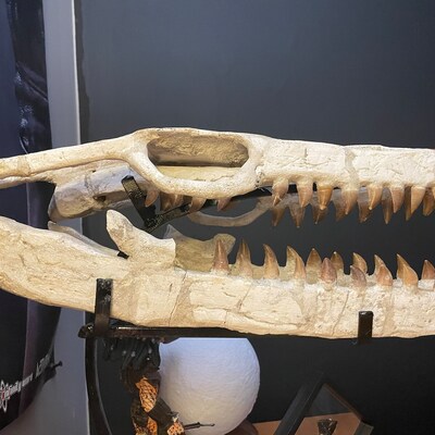 Great Quality Mosasaur Skull Mosasaurus Beaugei Dinosaur Skull Reptile ...