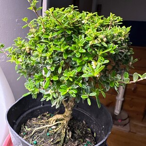 Variegated Mini Jade Bonsai Start Portulacaria Afra Grown in an 8 Pot ...