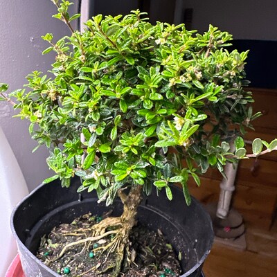 Variegated Mini Jade Bonsai Start Portulacaria Afra Grown in an 8 Pot ...
